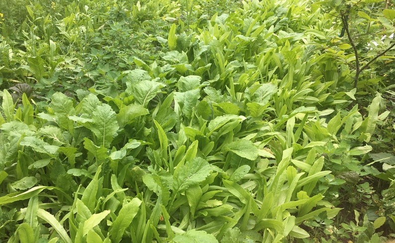1/4-OZ 5000+ A-choy / AA Cai Seeds, Taiwanese Sword Leaf Lettuce ...