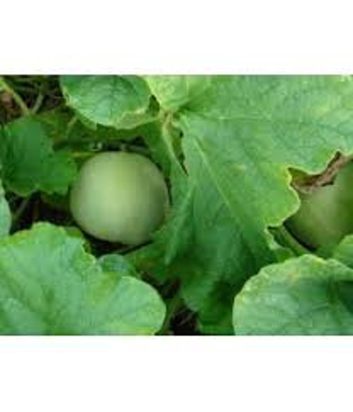 30 Sakata's Sweet Melon Seeds; Japanese Heirloom - Etsy