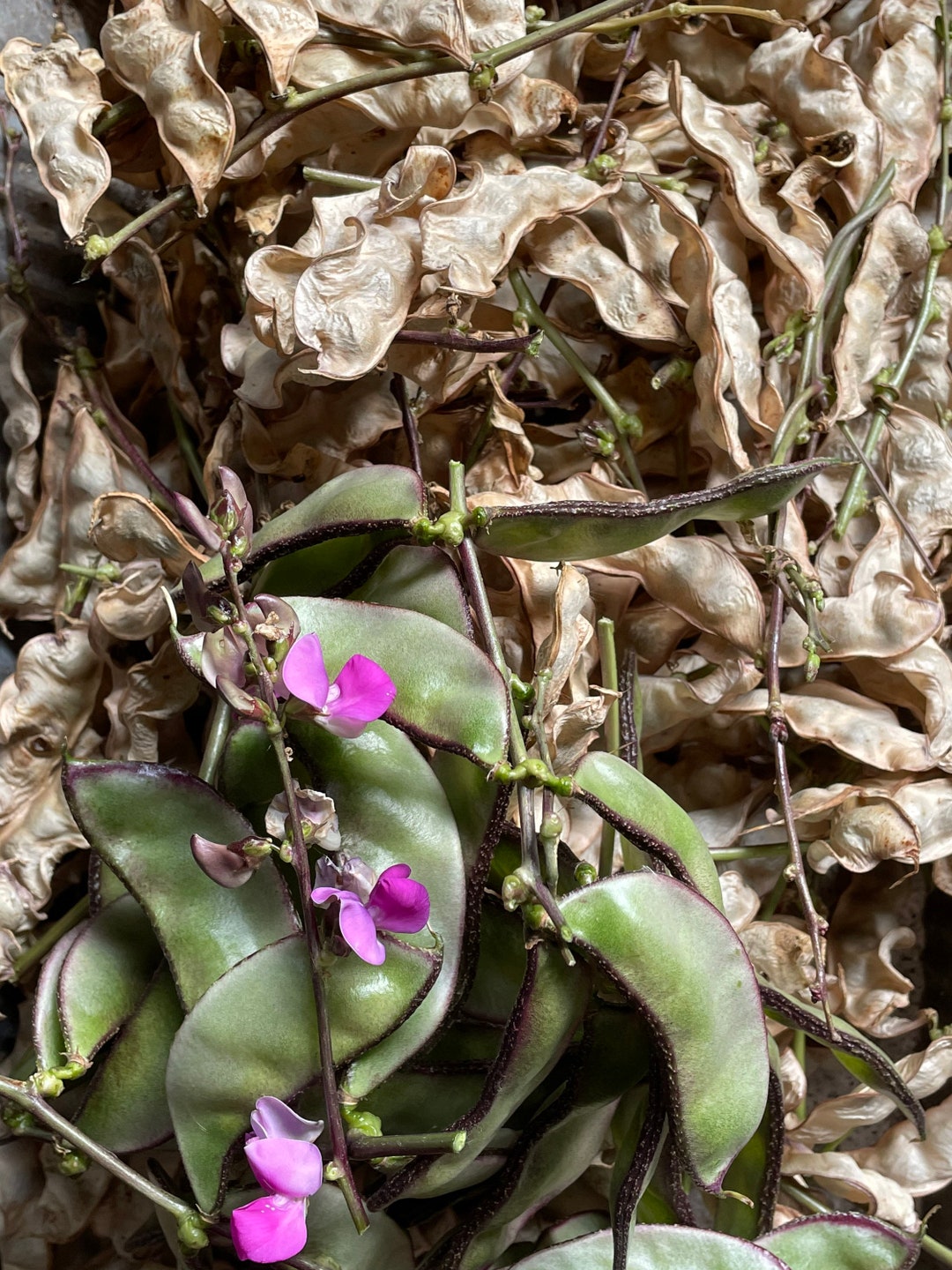20 Dried Pods; Organic Chinese Heirloom Hyacinth Lablab Bataw Bean ...