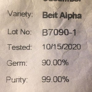 200 Persian BEIT ALPHA Burpless Cucumber Seeds | Etsy