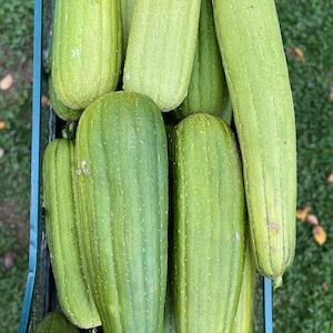 20 Jersey Giant Sponge Gourd Luffa Seeds From M.laszlo of Hunters Run ...