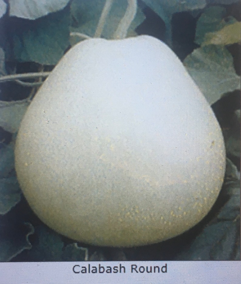 15 ROUND BOTTLE GOURD seeds Gol Lauki Calabash Round | Etsy