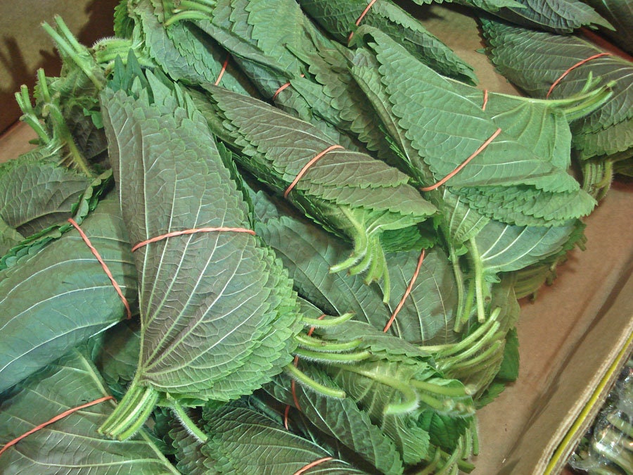 500 KOREAN PERILLA SHISO Herb Seeds; 들깨 깻잎 朝鮮紫蘇 シソ; Beautiful Two-toned ...