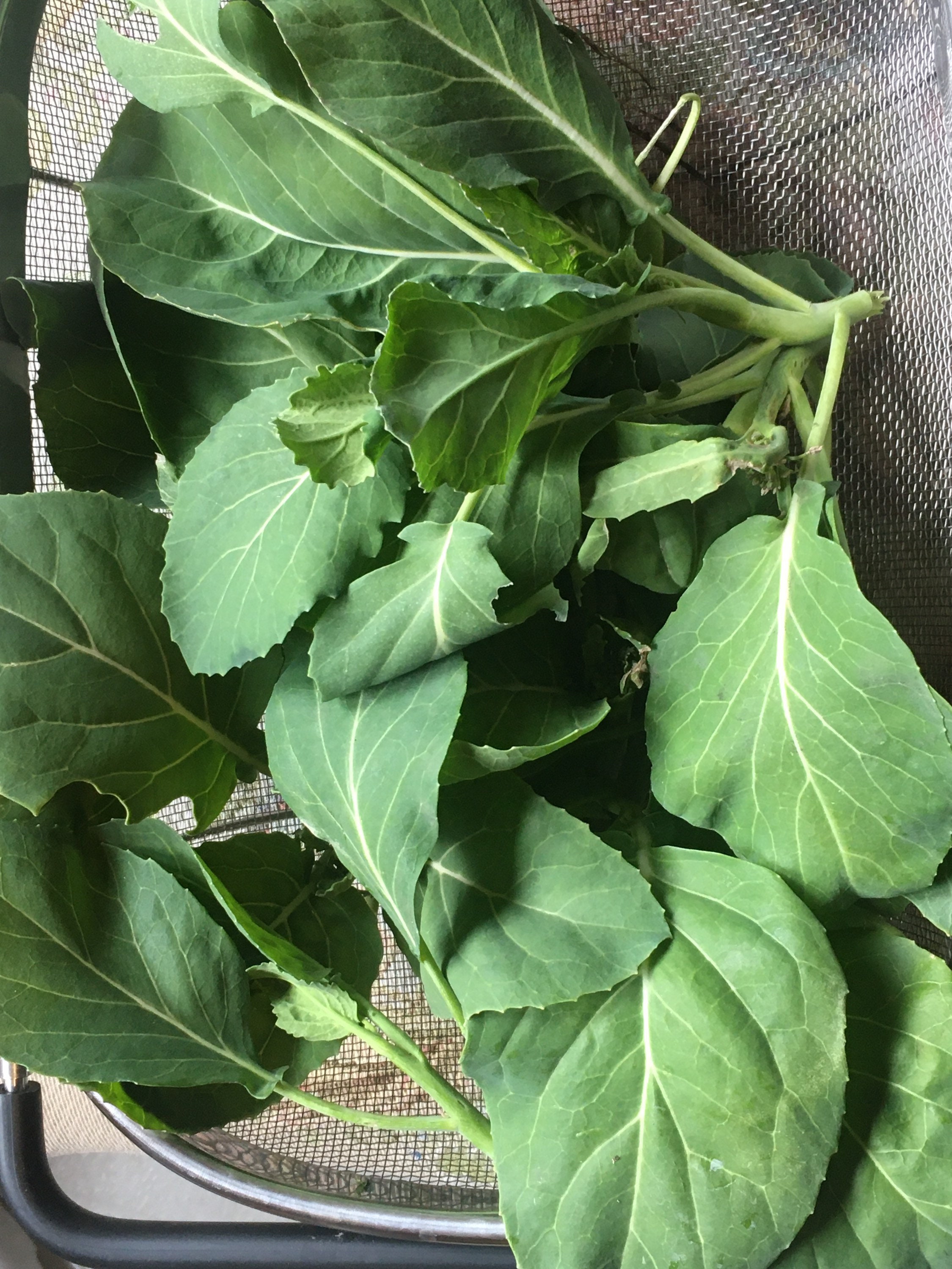 2000+ Wan Shen Late Season GAILAN Gai Lan Seeds; Slow Bolting; KAILAN ...