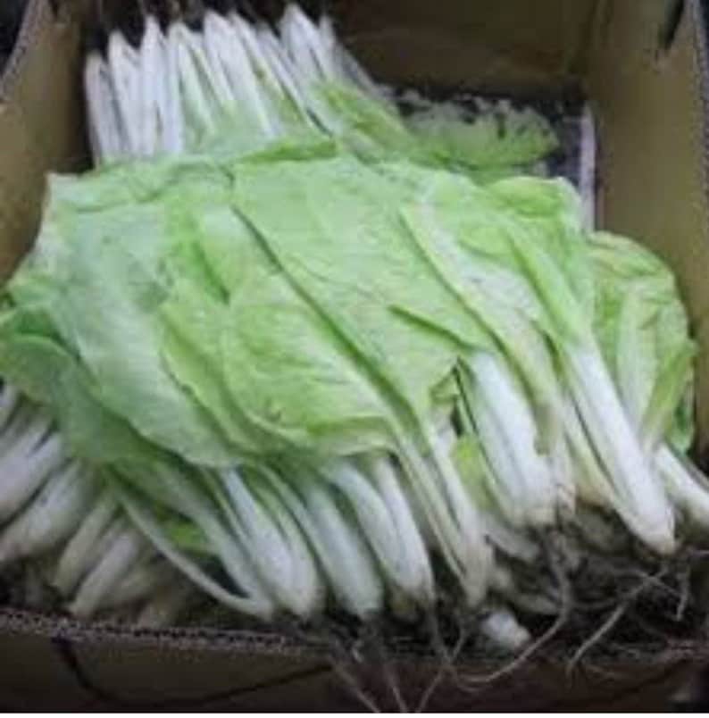 1/4-oz 2800+ Baby TAIWAN Pak Choi Seeds 台灣小白菜; Bok Choy; Heirloom Non ...