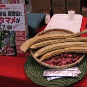 Rare Find! 6 AKA NATAMAME Seeds; Red Sword Bean; Knife Bean; Jack Bean ...