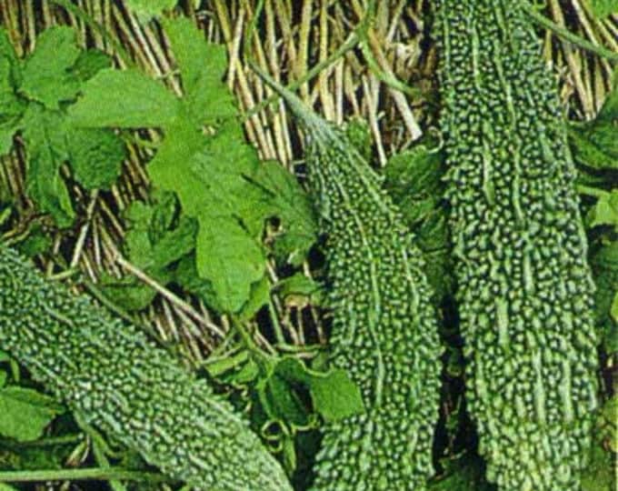 100 Bitter Melon Seeds - Kho Qua - Chinese Bitter Gourd Karela Bitter Gourd Seeds| Non GMO ...