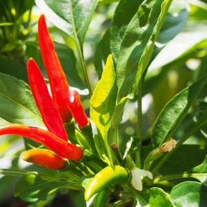 50 Takanotsume Togarashi Japanese Hot Pepper Seeds; 鷹の爪唐辛子; たかのつめとうがらがら ...
