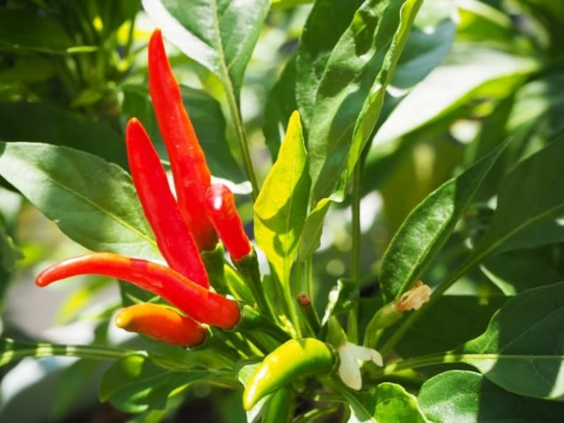 50 Takanotsume Togarashi Japanese Hot Pepper Seeds; 鷹の爪唐辛子; たかのつめとうがらがら ...