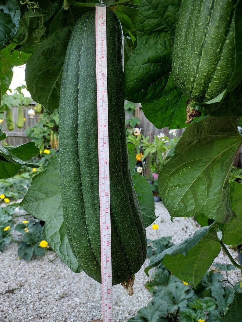 5 APPLE Hybrid Luffa & 5 ELITE Hybrid Luffa Seeds; Whopper Sponges ...