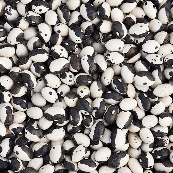 30 Calypso Bush Bean Seeds Novelty Ying Yang Bean Great for - Etsy