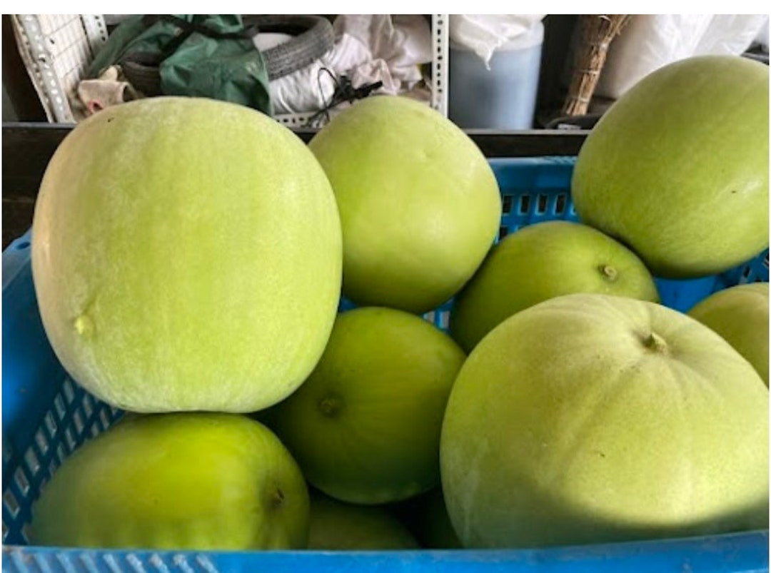 12 Fragrant Wax Gourd Seeds; Taro Winter Melon; Bi Dao; Ash Gourd; 芋香冬瓜 ...