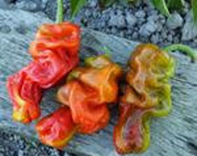 10 DRAGON'S TOE F1 Hot Pepper Chili Seeds - Etsy