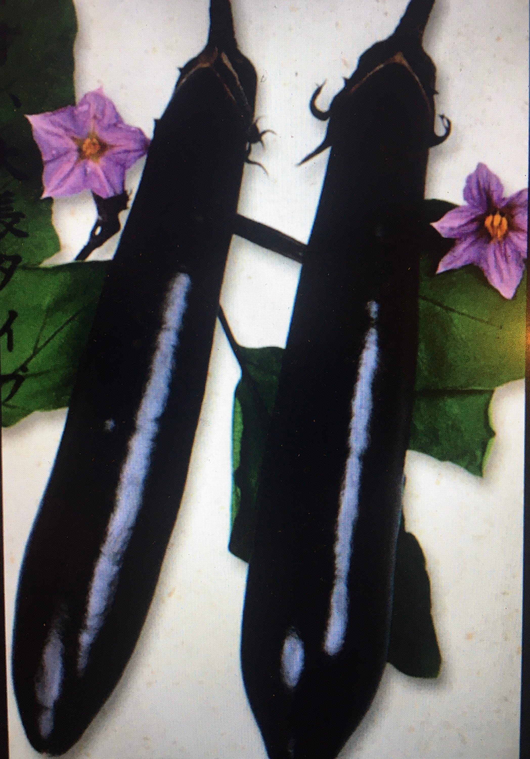 100 HONNAGA NASU Japanese Long Eggplant Seeds; 本長茄 - Etsy