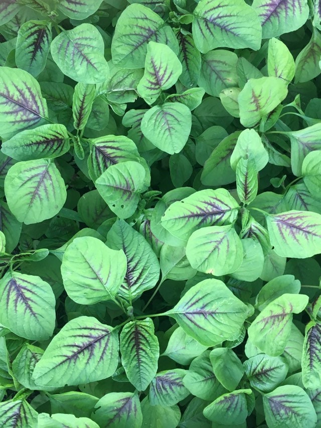 1/4-oz 7000 Red Stripe Leaf Amaranth Seeds 紅莧菜 Rau Den Red | Etsy