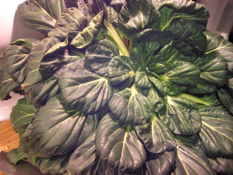 1/4-oz 3000+ TATSOI Greens Seeds; Can Tolerate Hard Frost; 塔菇菜 烏塌菜 ...