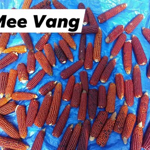 25 Organic Hmong Red Corn Seeds; Pob Kws Liab; Not Waxy; Protection ...