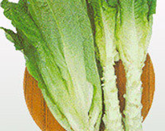2-gram 2000 SPRING TOWER CELTUCE Seeds, 春秋圓葉綠莴笋 Stem Lettuce Asparagus ...