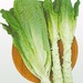 2-gram 2000 SPRING TOWER CELTUCE Seeds, 春秋圓葉綠莴笋; Stem Lettuce ...