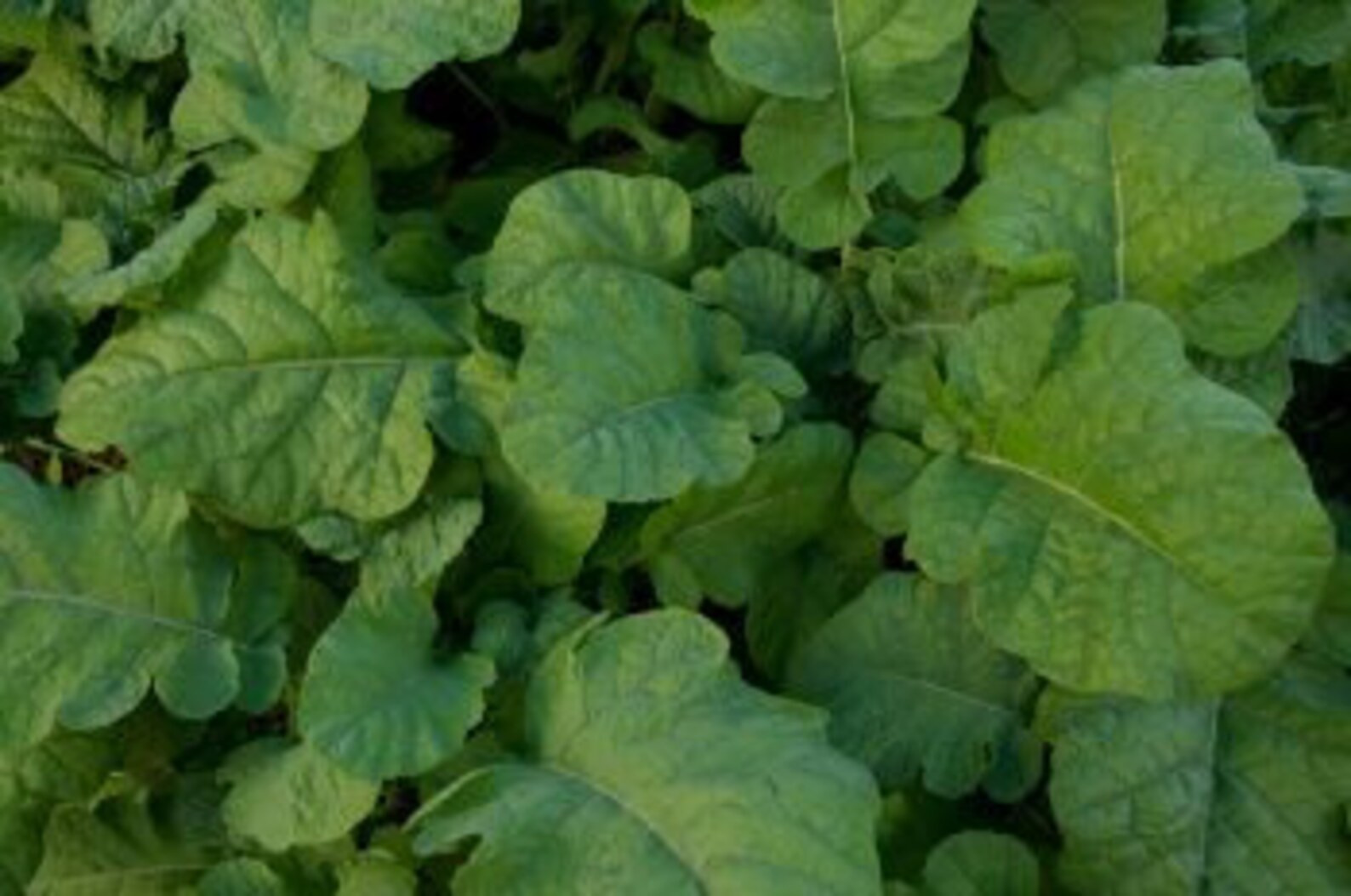 1/8-OZ 650 ETHIOPIAN MUSTARD Seeds; African Kale; Abyssinian Mustard ...