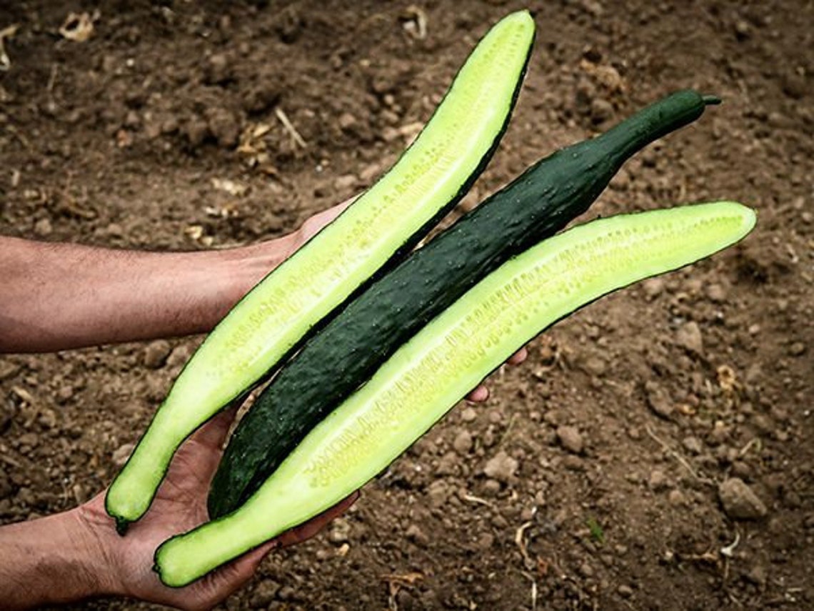 50 CHINA JADE Burpless Cucumber Seeds Non-gmo Heirloom Great - Etsy