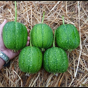 Rare Find! 5 Black King Kong LUFFA F1 Seeds; 台灣黑金剛絲瓜; Mini Taiwan Luffa ...