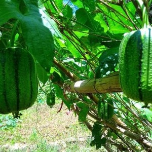 Rare Find! 5 APPLE LUFFA F1 Seeds; 台灣蘋果絲瓜; Very Sweet Can Be Eaten Raw ...