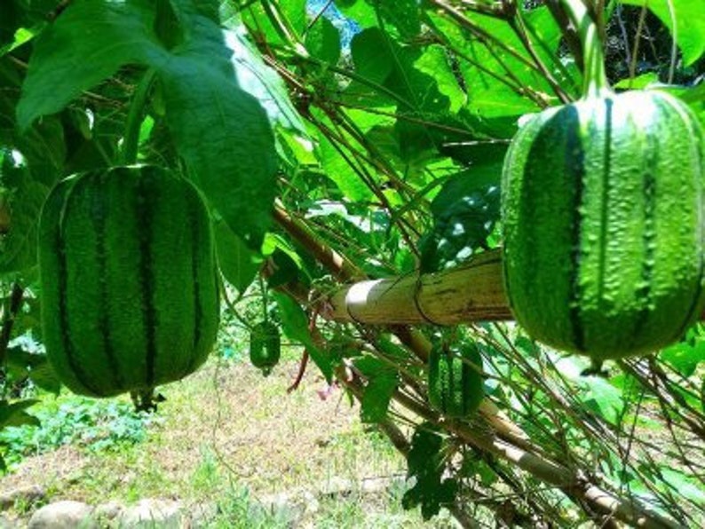Rare Find 5 APPLE LUFFA F1 Seeds 台灣蘋果絲瓜 / 西瓜絲瓜 Very Sweet - Etsy