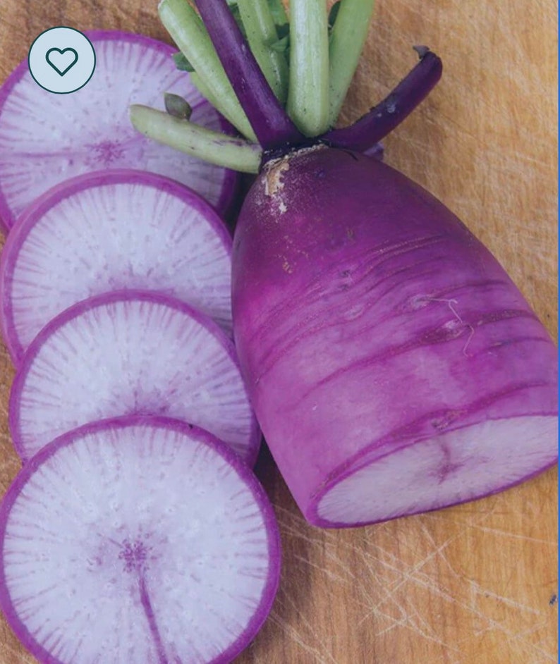 100 Mini Purple Hybrid Daikon Seeds; Japanese Novelty Radish - Etsy