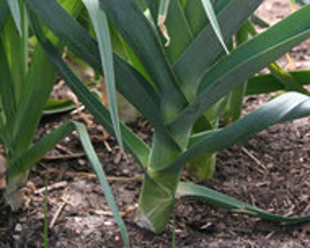 Carentan Leek Seeds; Old European Heirloom Variety; Carantan - Etsy