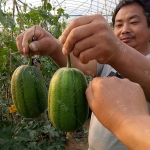 Rare Find! 5 APPLE LUFFA F1 Seeds; 台灣蘋果絲瓜; Very Sweet Can Be Eaten Raw ...