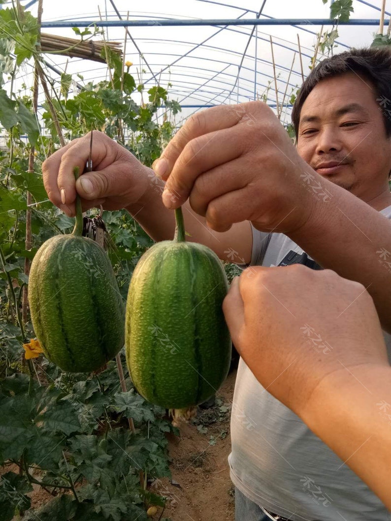 Rare Find 5 APPLE LUFFA F1 Seeds 台灣蘋果絲瓜 / 西瓜絲瓜 Very Sweet - Etsy
