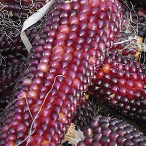 Jimmy Red Heirloom Dent Corn Seeds; Better Than Bloody Butcher; Famous ...