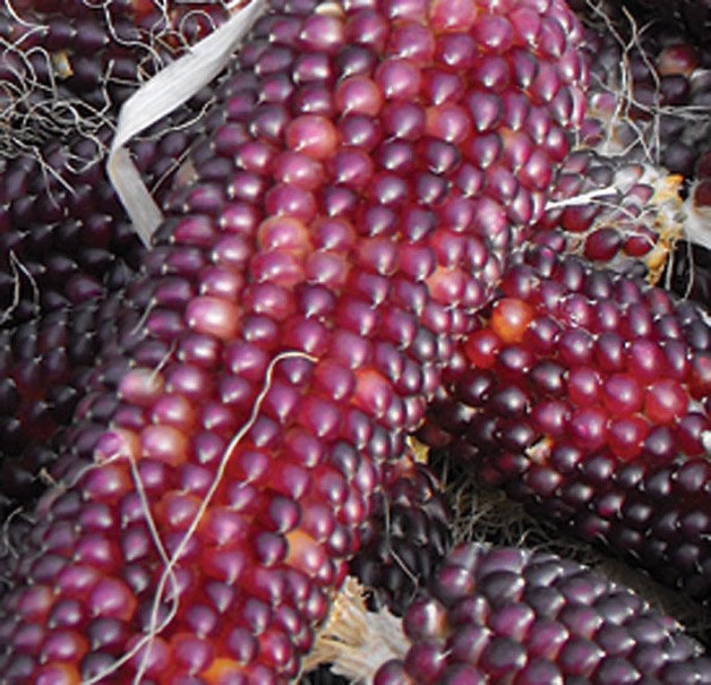 Jimmy Red Heirloom Dent Corn Seeds; Better Than Bloody Butcher; Famous ...