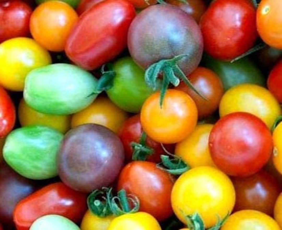 50 Rainbow Cherry Tomato Blend - Indeterminate Tomato Seeds - Etsy
