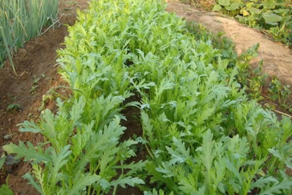 1/4 Oz 2500+ Medium Serrated Tong Ho Seeds; 中切葉茼蒿; Vietnamese Tần Ô ...