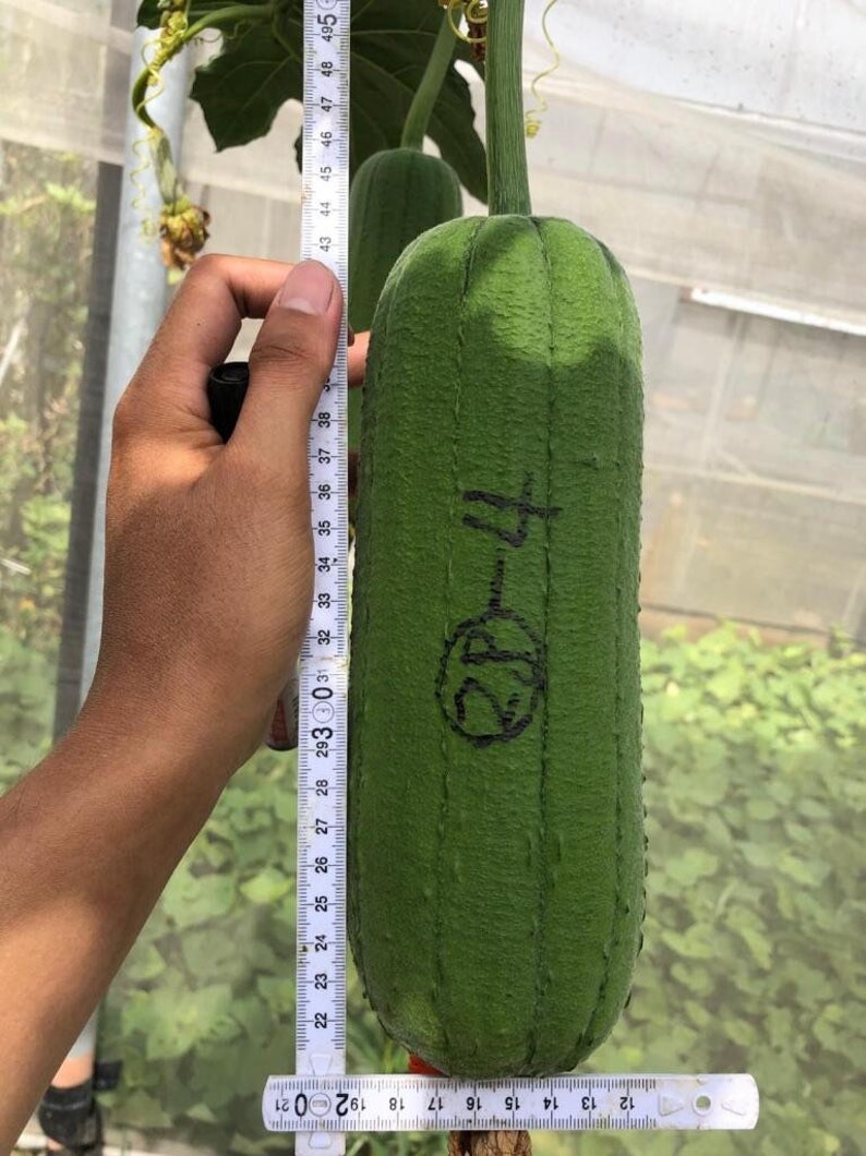 5 Elite Taiwanese Smooth Luffa Seeds;屹立圓筒絲瓜; 台灣菜瓜; Meaty Culinary ...