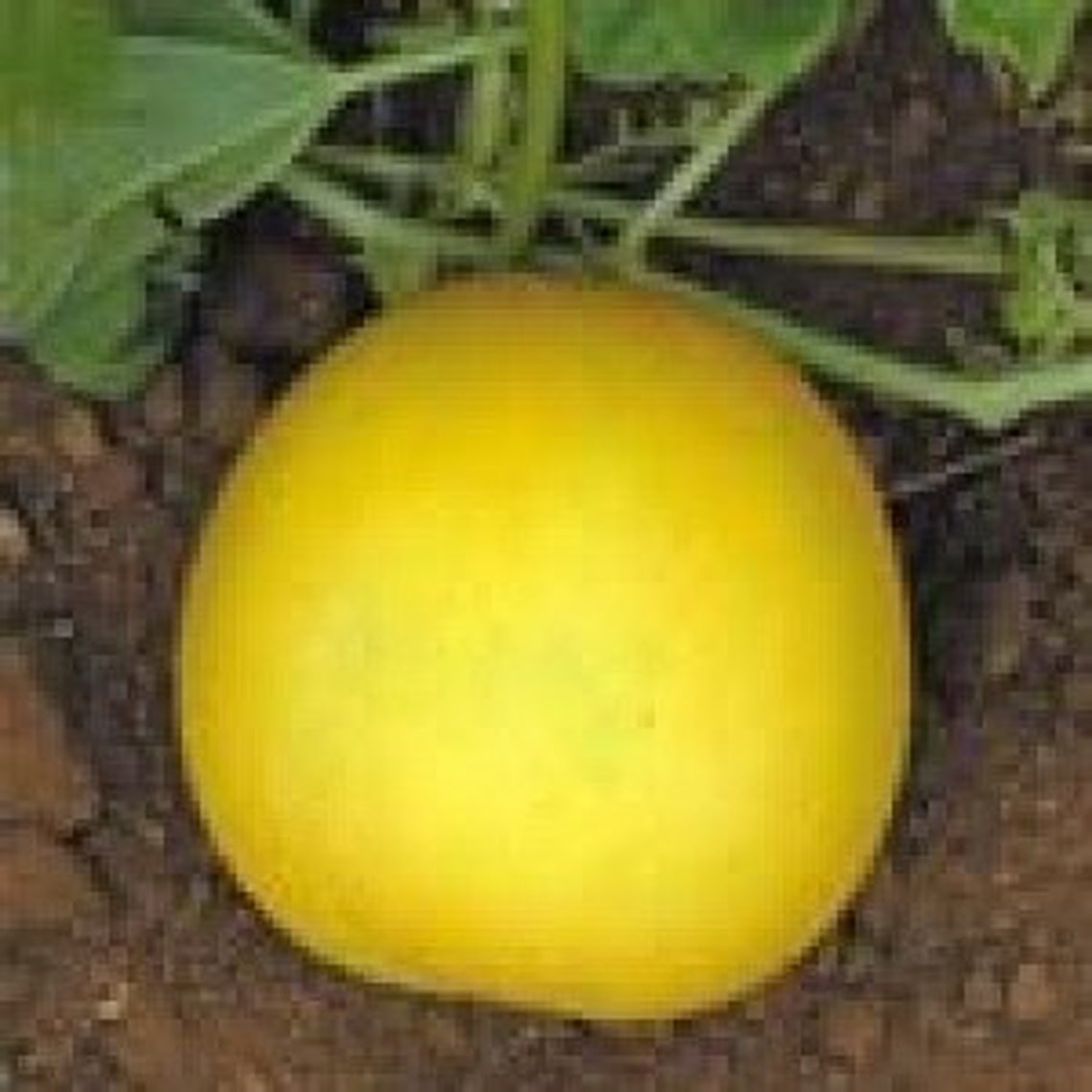 25 Dosakkai INDIAN Heirloom Cucumber Seeds; Dosakai, Sambhar Dosakaya ...