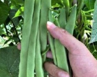 Helda Romano Flat Stringless Pole Bean (30 Seeds) - Etsy