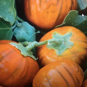 50 TURKISH ORANGE Eggplant Seeds; Heirloom From Africa; Ornamental ...