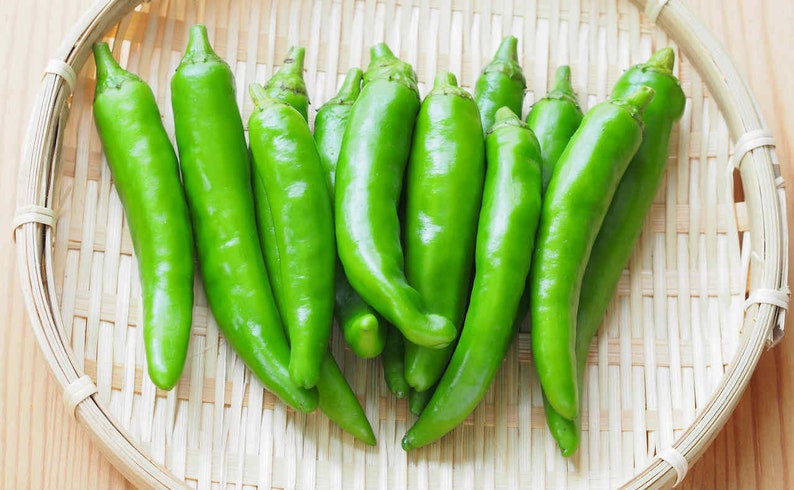 50 Takanotsume Togarashi Japanese Hot Pepper Seeds; 鷹の爪唐辛子; たかのつめとうがらがら ...