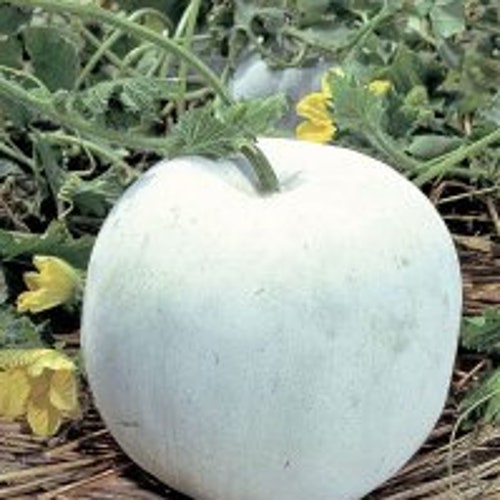 Organic Winter Melon Wax Gourd Seeds - Etsy