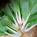 6000+ 1/2-OZ WHITE STEM Pak Choi Seeds; 廣東小白菜 / Canton Bok Choy; Pac ...