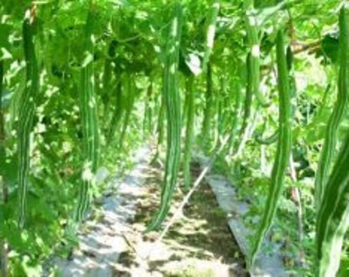 7 Padwal Maharashtra Indian Long Snake Gourd Hybrid Seeds Chichinda ...