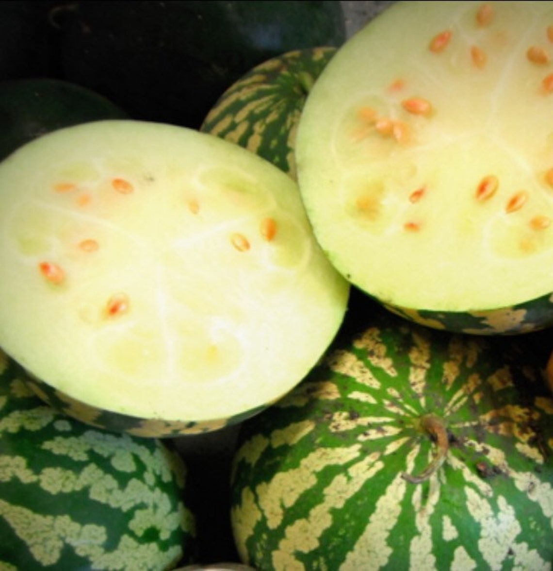 20 CITRON RED SEEDED Watermelon Seeds; Can Be Stored for Many Months - Etsy