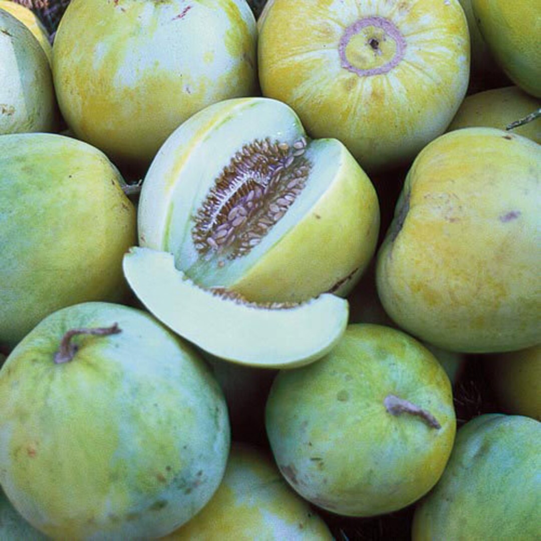 30 Sakata's Sweet Melon Seeds; Japanese Heirloom - Etsy