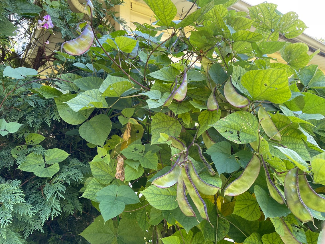 12 Organic Asian Hyacinth Bean Seeds; Magenta Floral Display; Dolichos ...