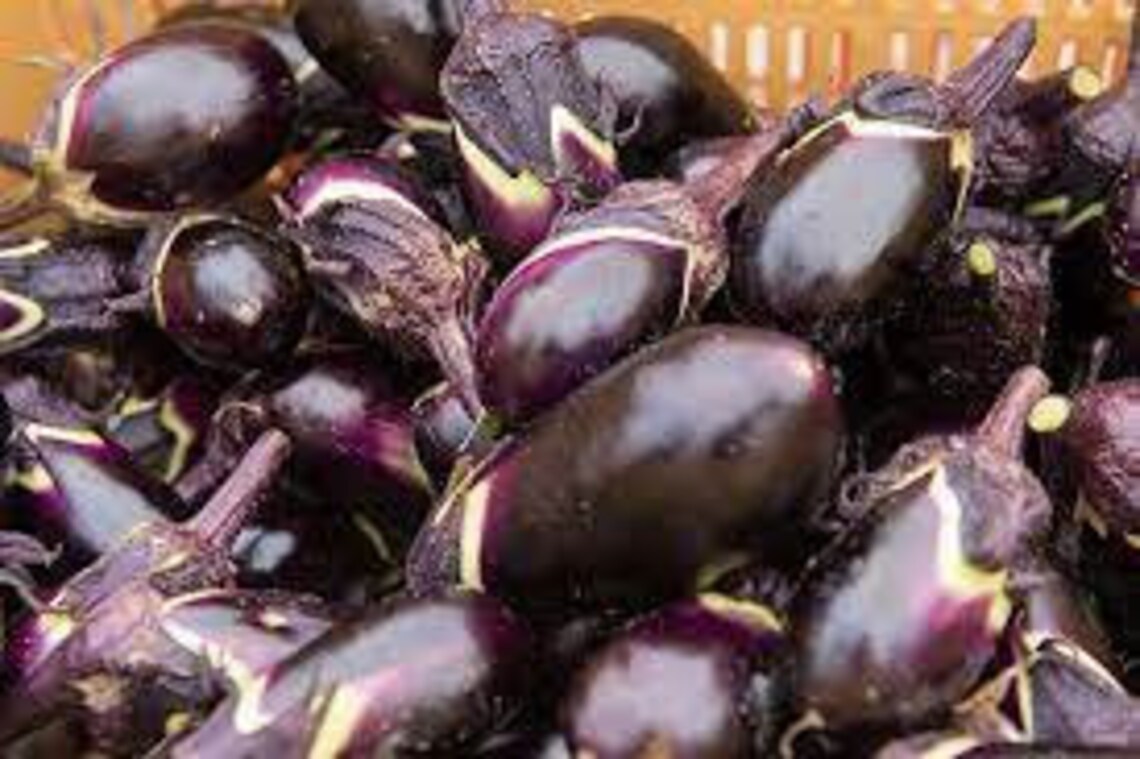 20 Organic SHIMODA NASU Eggplant Seeds 下田なす; Cute Japanese Baby ...