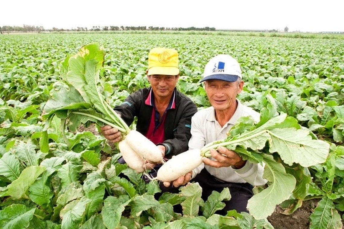 1/8-oz ~450 FORMOSA GIANT Luo Buo Seeds; Taiwan Daikon Luobo Radish ...