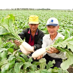 1/8-oz ~450 FORMOSA GIANT Luo Buo Seeds; Taiwan Daikon Luobo Radish ...